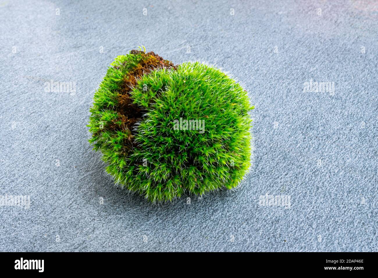 Round moss hi-res stock photography and images - Alamy