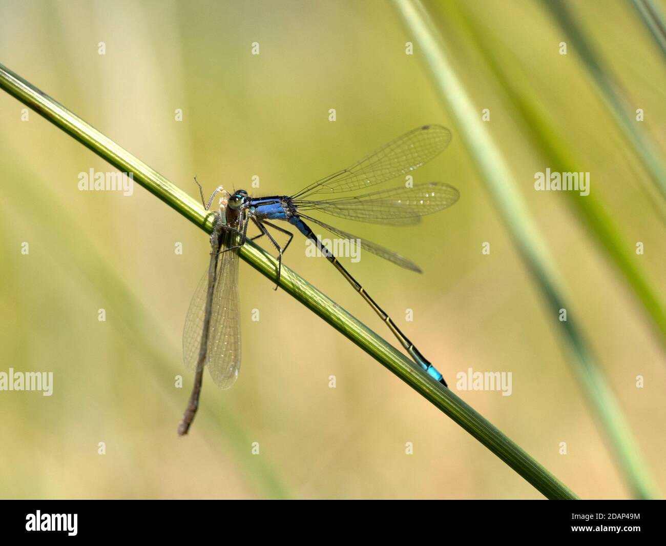 Blue-tailed damselfly (Ischnura elegans) feeding on another damselfly ...