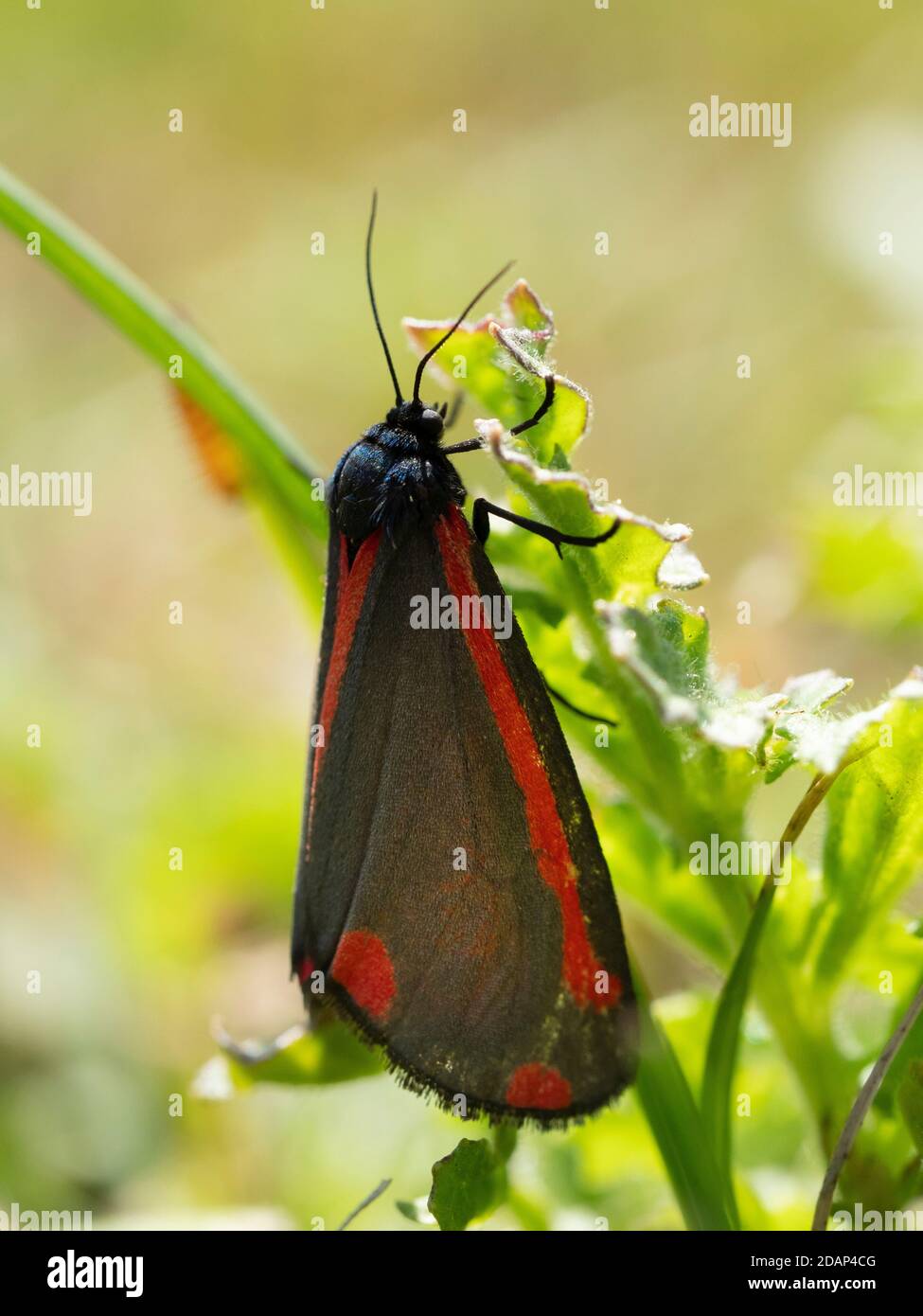 Black And Red Moth