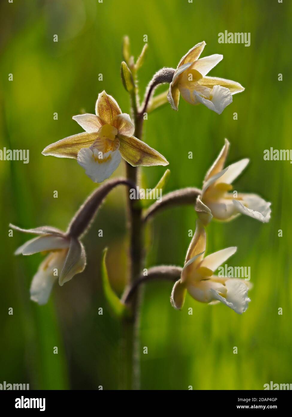 Marsh Helleborine (Epipactis palustris) close up of flowers, Sandwich ...