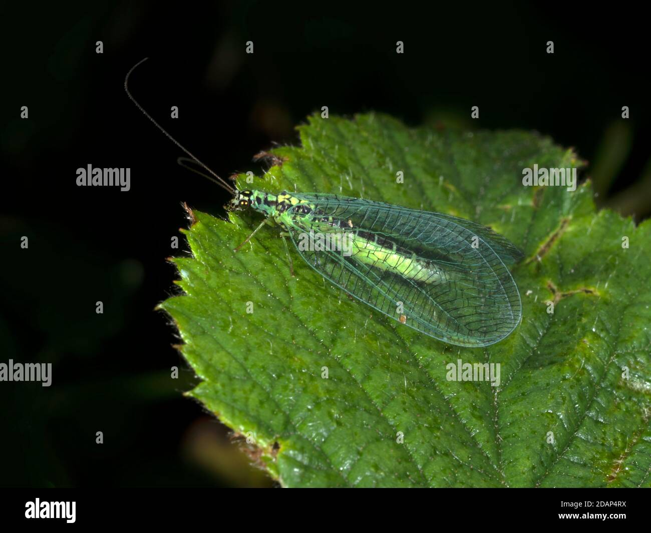 Green Lacewing (Chrysopa perla) Queensdown Warren, Kent Wildlife Trust ...