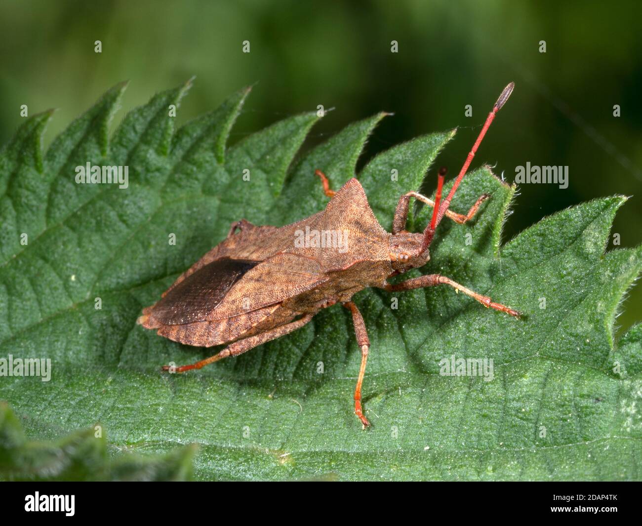 Dock bug (Coreus marginatus) Queensdown Warren, Kent Wildlife Trust, UK ...