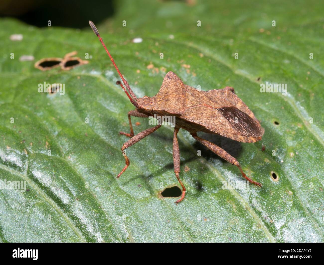 Dock bug (Coreus marginatus) Queensdown Warren, Kent Wildlife Trust, UK ...