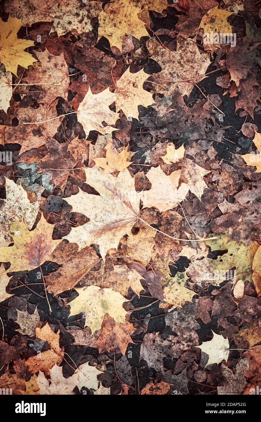 Autumn leaves on the ground, color toned nature background Stock Photo ...