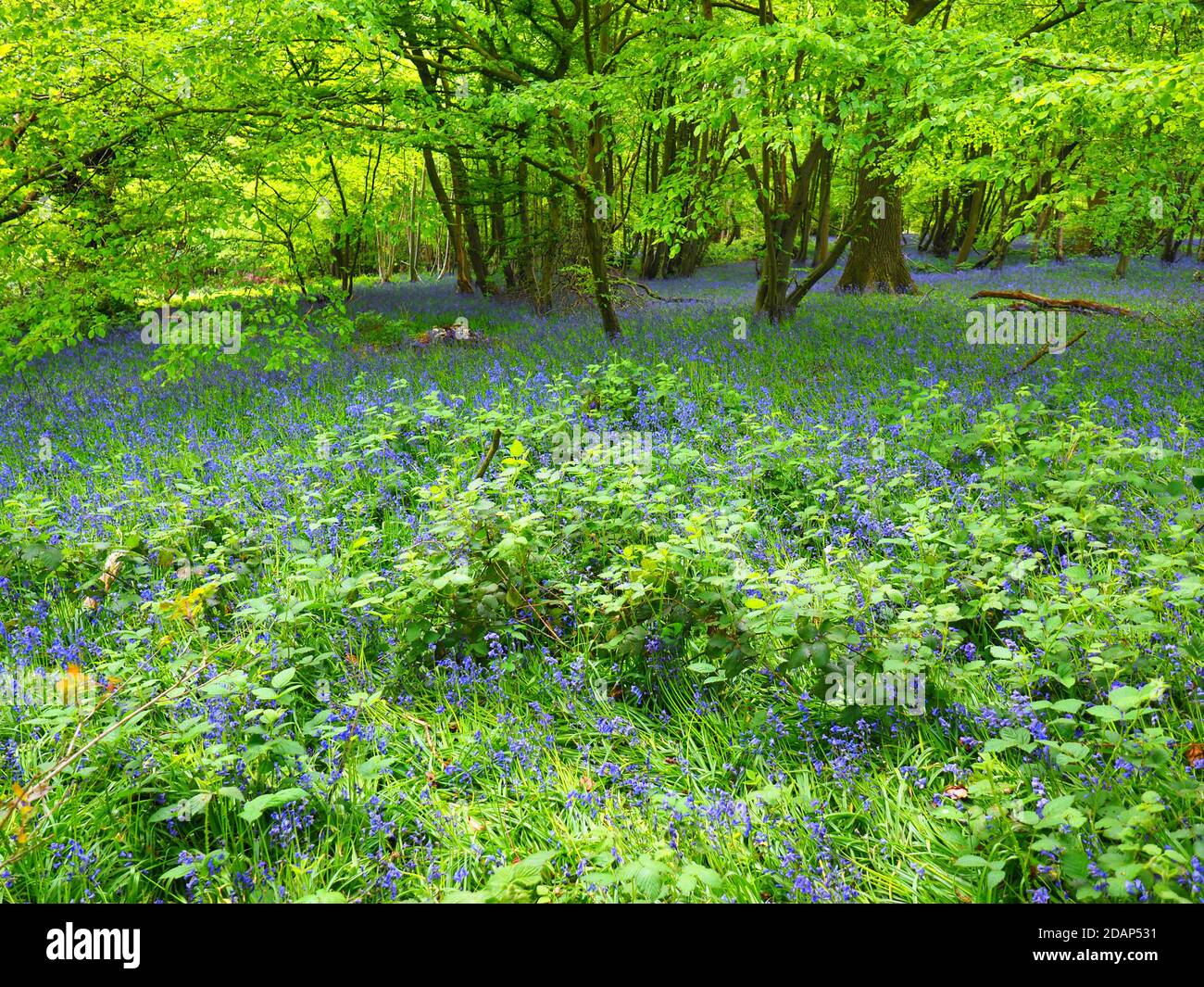 Bluebell trees hi-res stock photography and images - Alamy