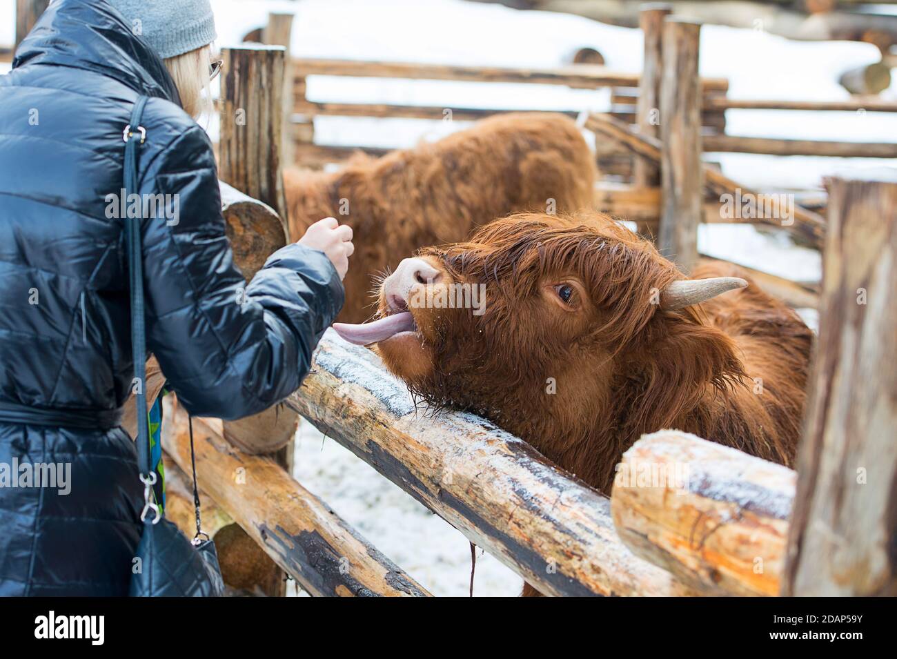 The Highland, a Scottish breed of rustic cattle Stock Photo - Alamy