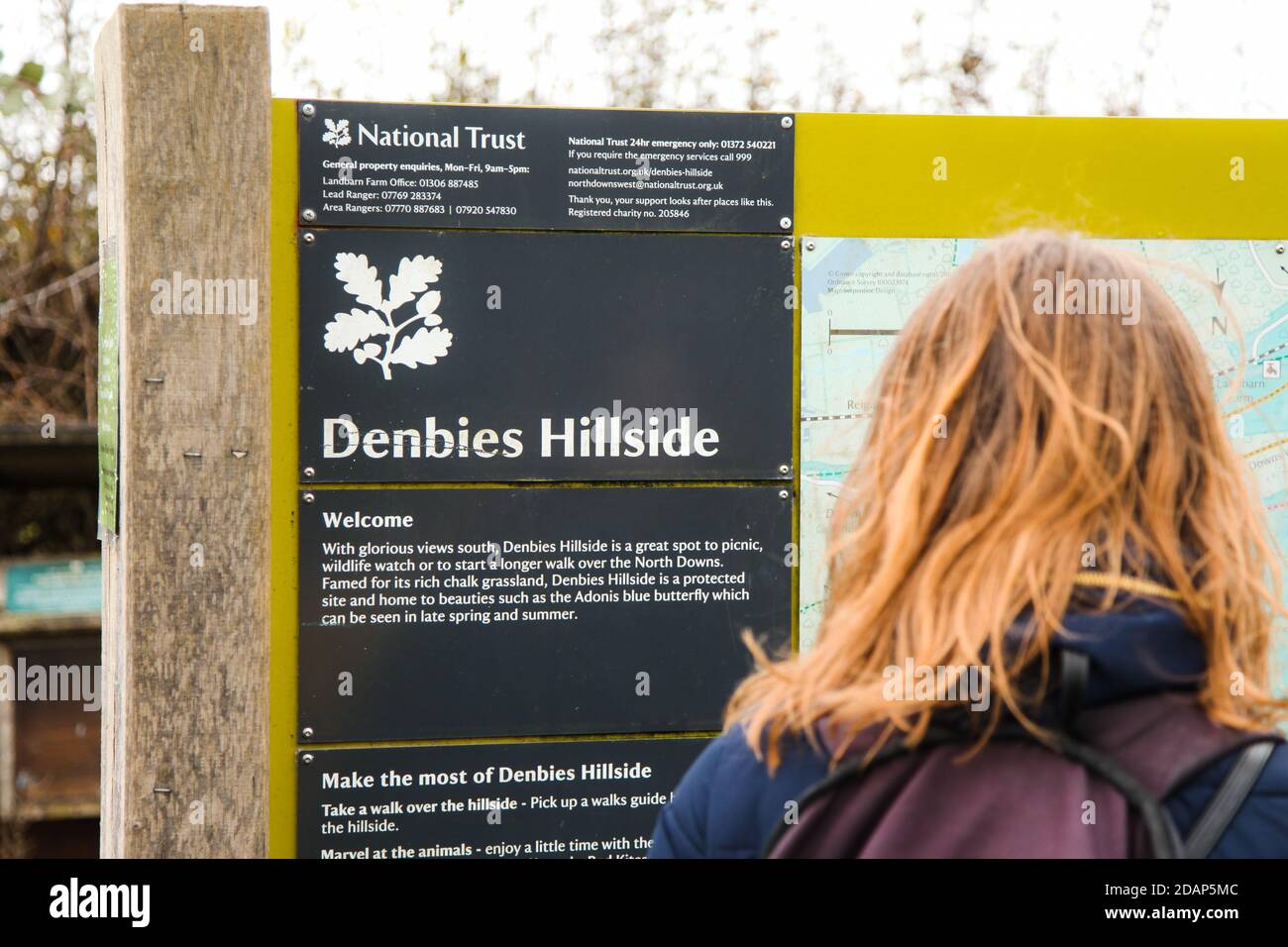 Female reading Notice board Information sign for Denbies Hillside ...