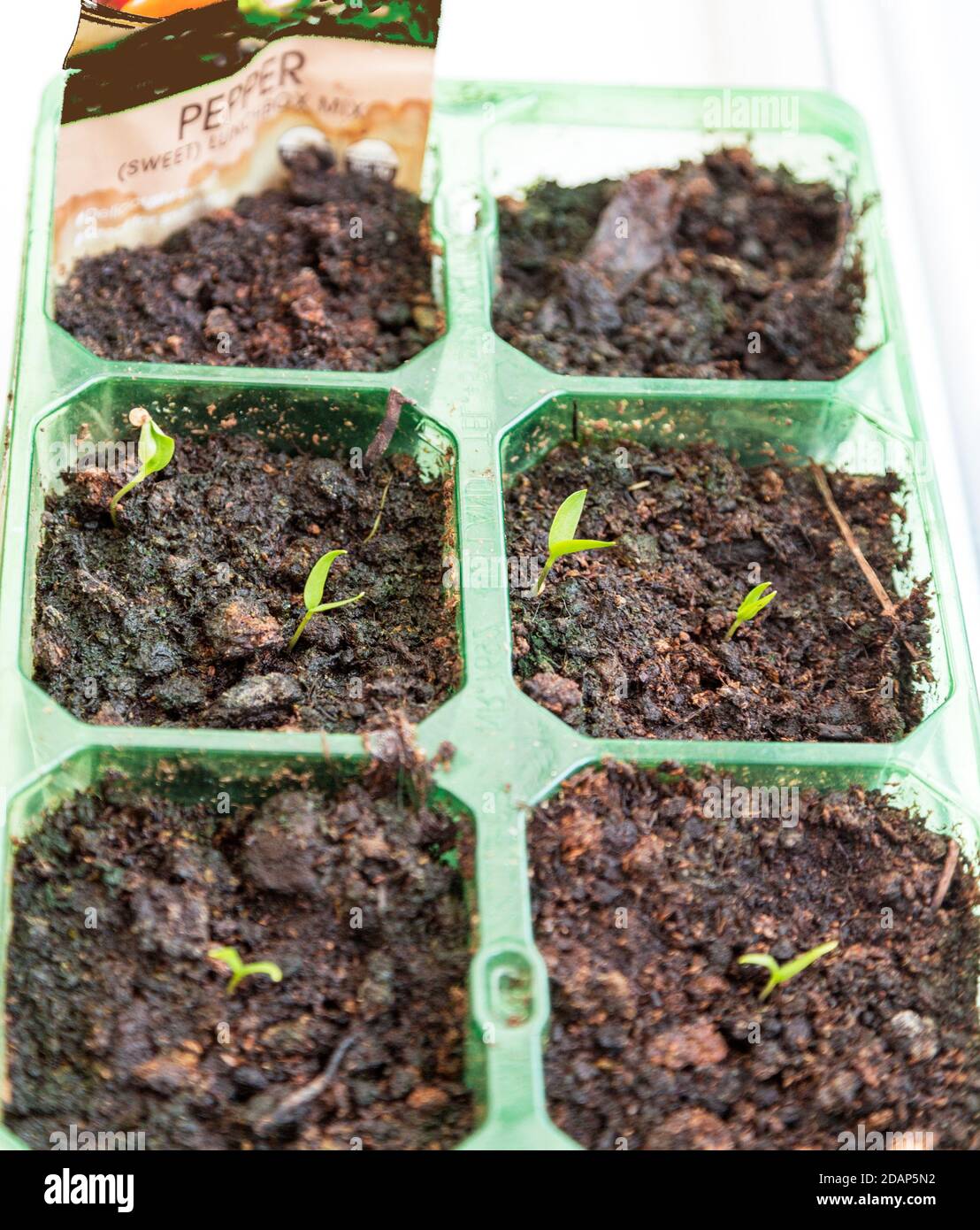 Pepper shoots growing in a seed tray Stock Photo - Alamy