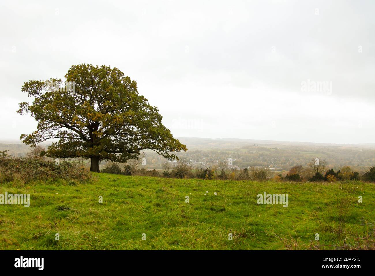 Denbies hillside national trust hi-res stock photography and images - Alamy