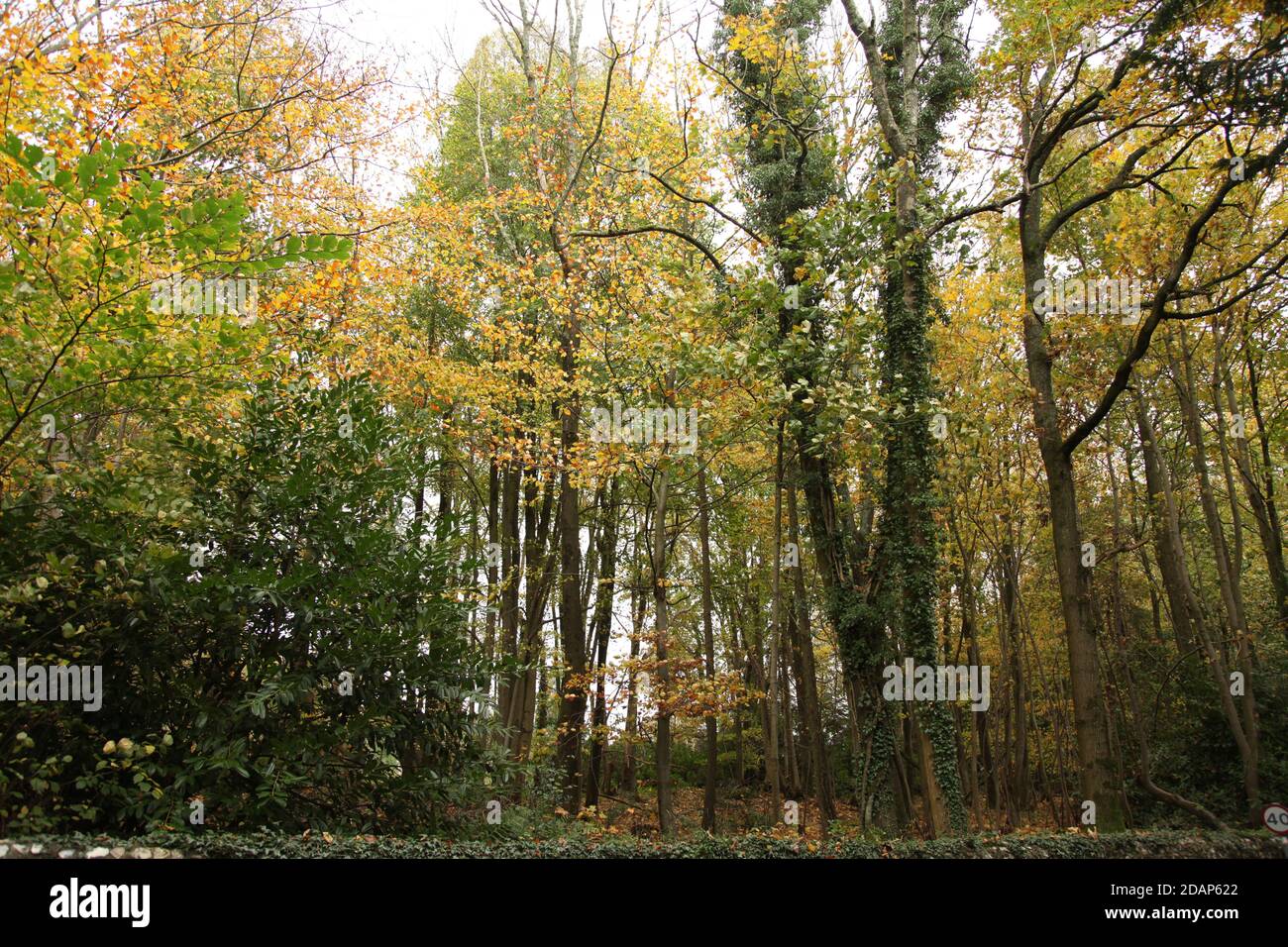 Woodland at Denbies Hillside, Surrey Hills, UK, Autumn 2020 Stock Photo ...