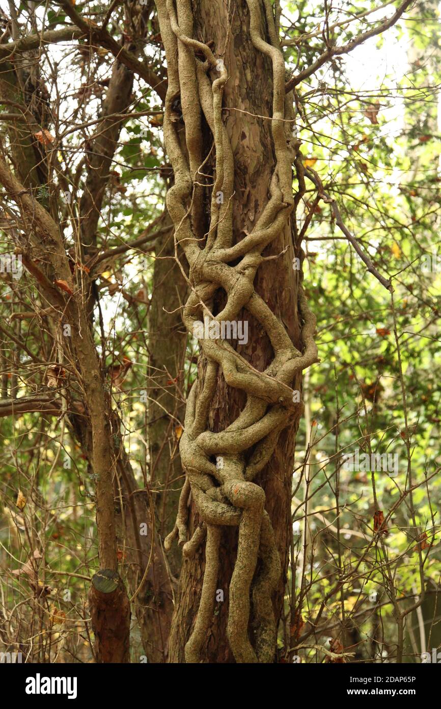 Uk ancient tree england hillside hi-res stock photography and images ...