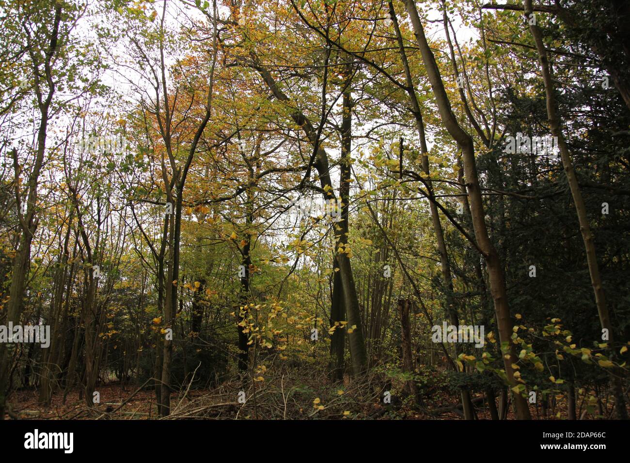 Woodland at Denbies Hillside, Surrey Hills, UK, Autumn 2020 Stock Photo ...