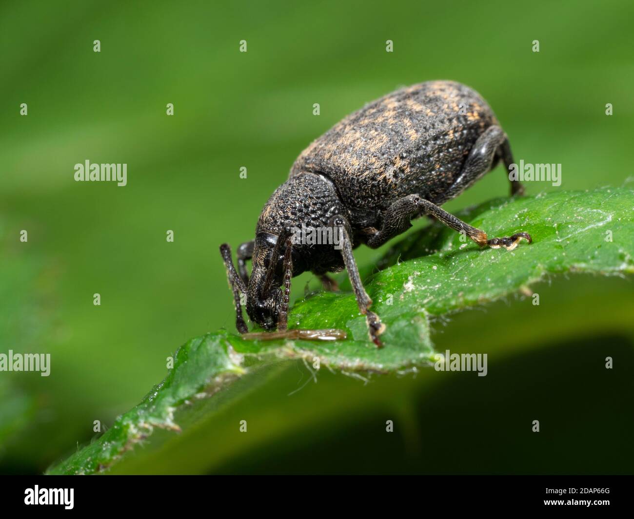 Black vine weevil hi-res stock photography and images - Alamy
