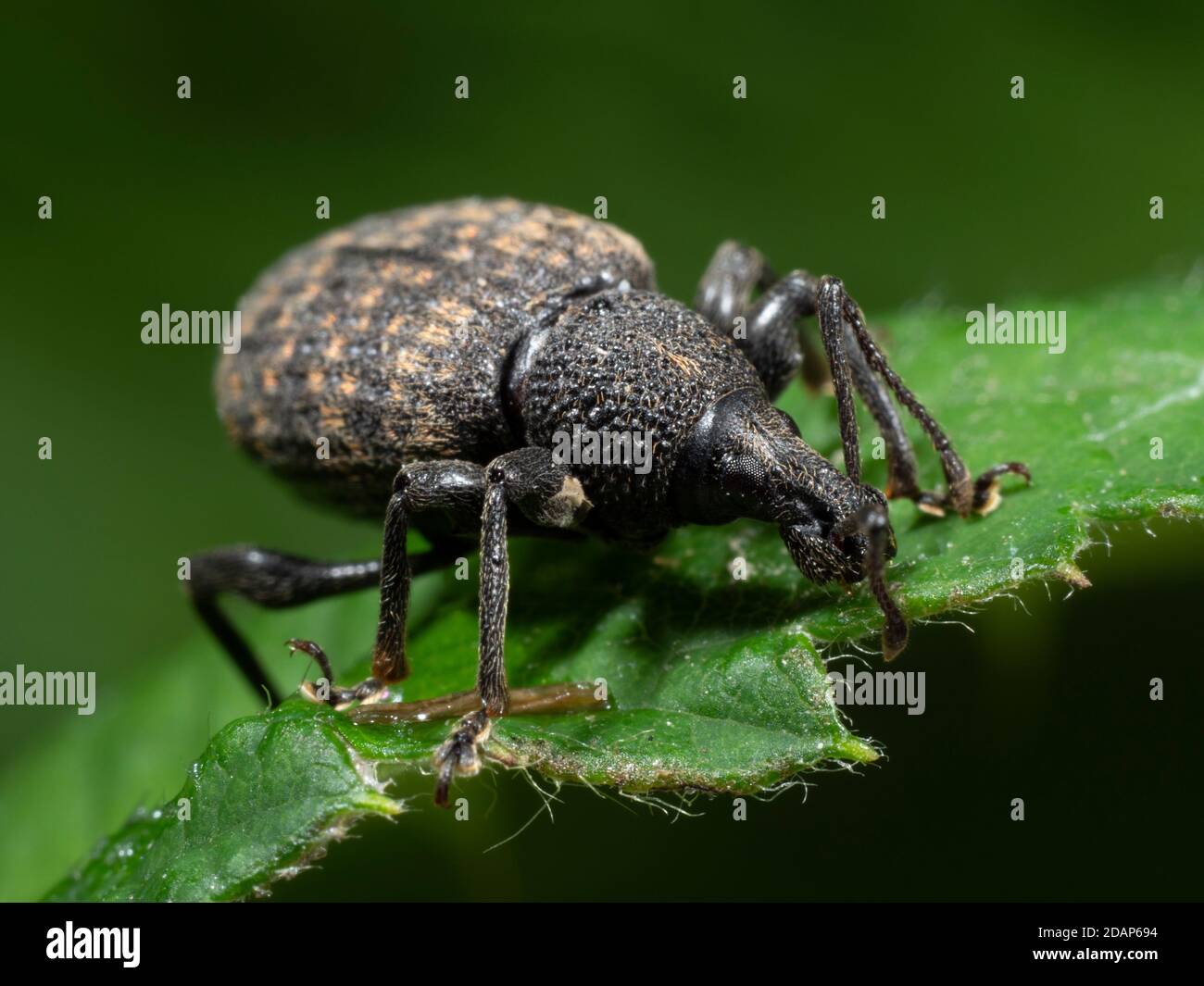 Vine Weevil High Resolution Stock Photography and Images - Alamy