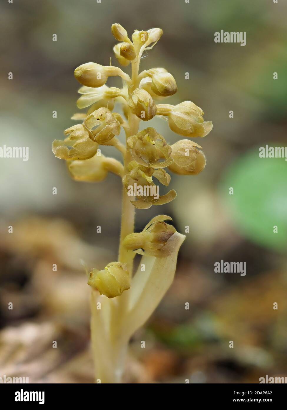 Bird’s nest orchid uk hi-res stock photography and images - Alamy