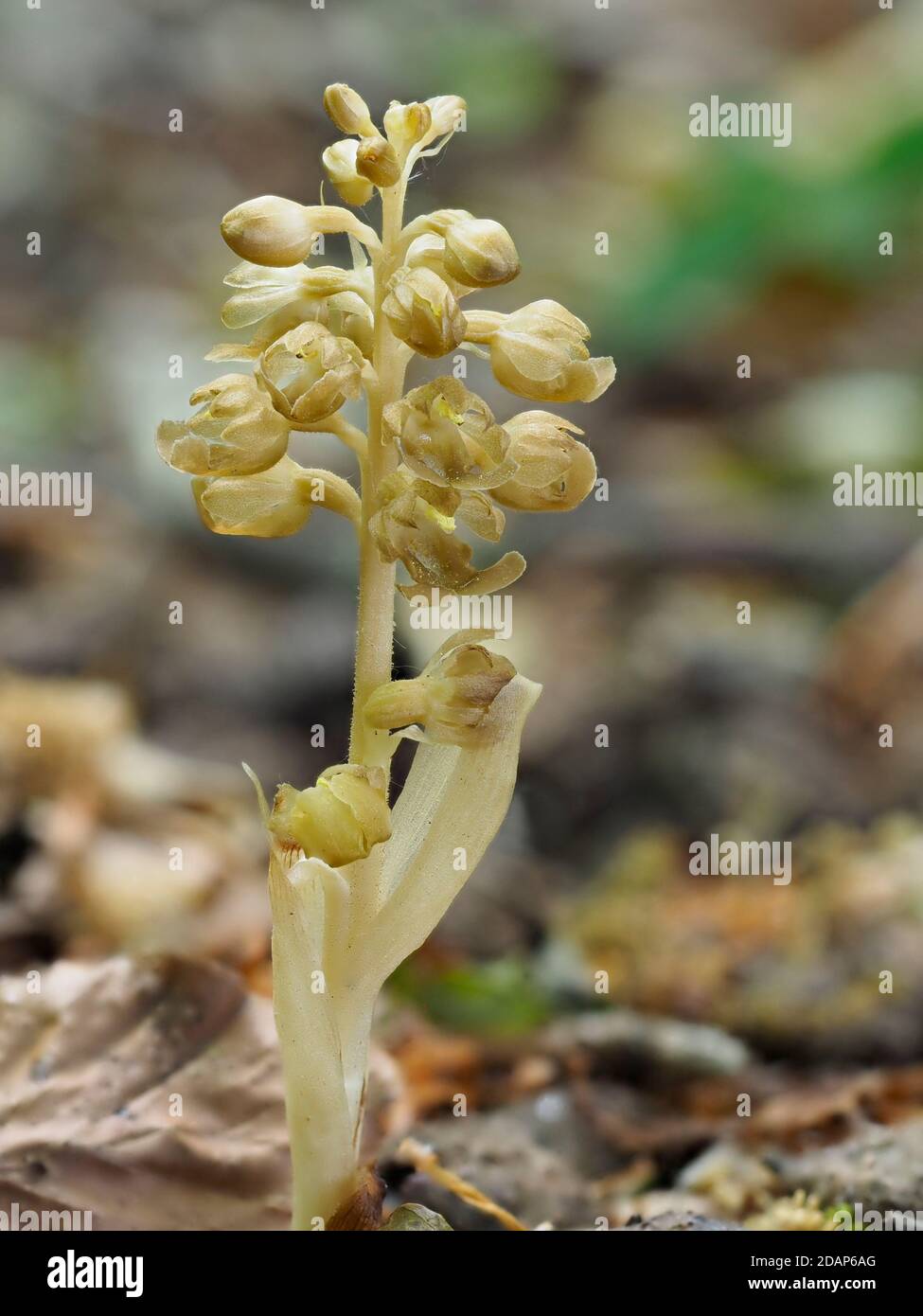 Bird's Nest Orchid (Neottia nidis-avis), Woolwich Green, Kent UK ...