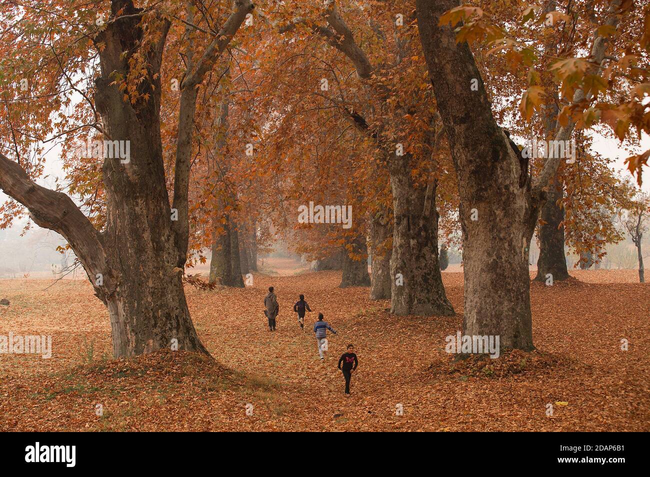 Chinar kashmir hi-res stock photography and images - Alamy