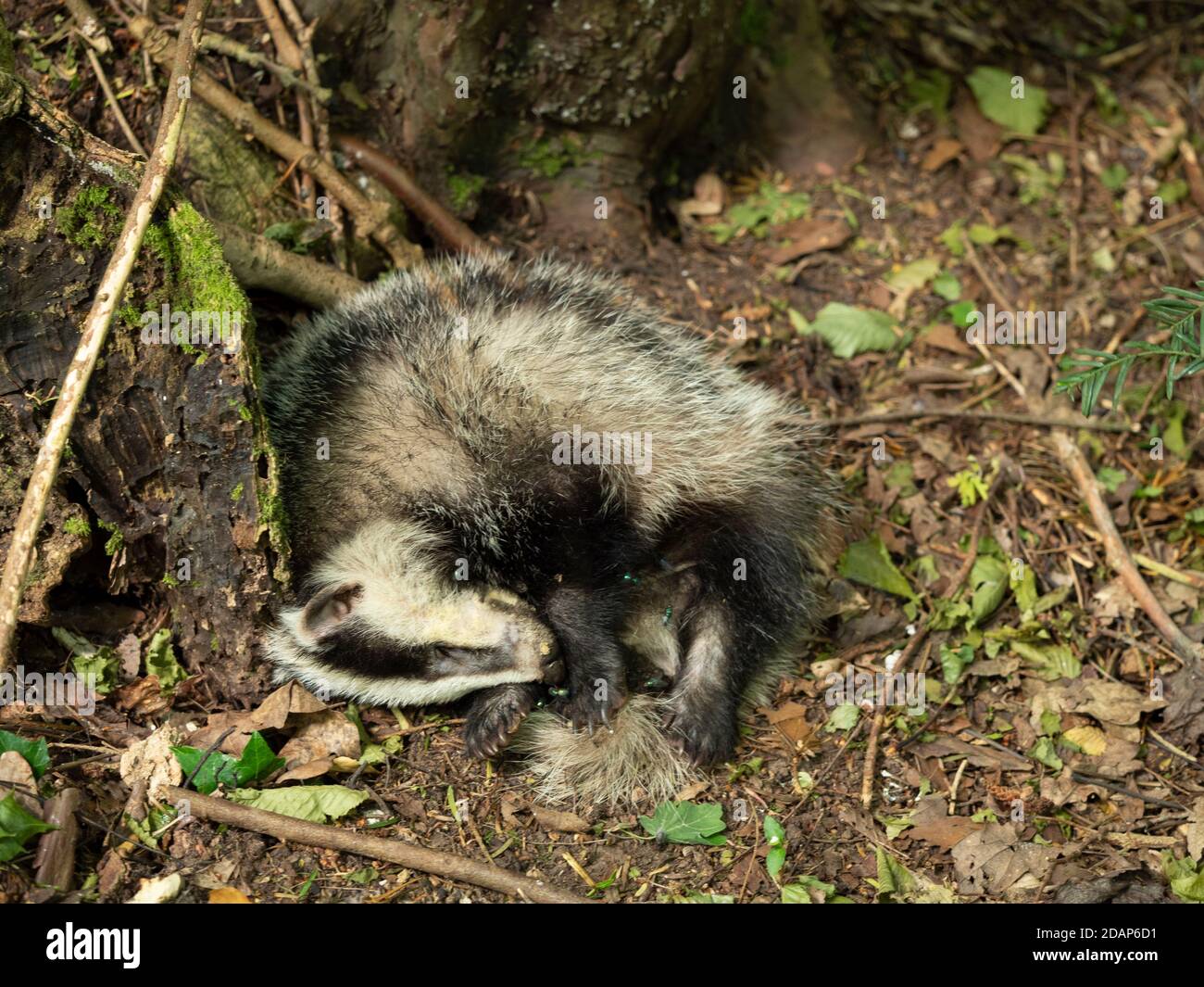 Meles meles cub hi-res stock photography and images - Alamy