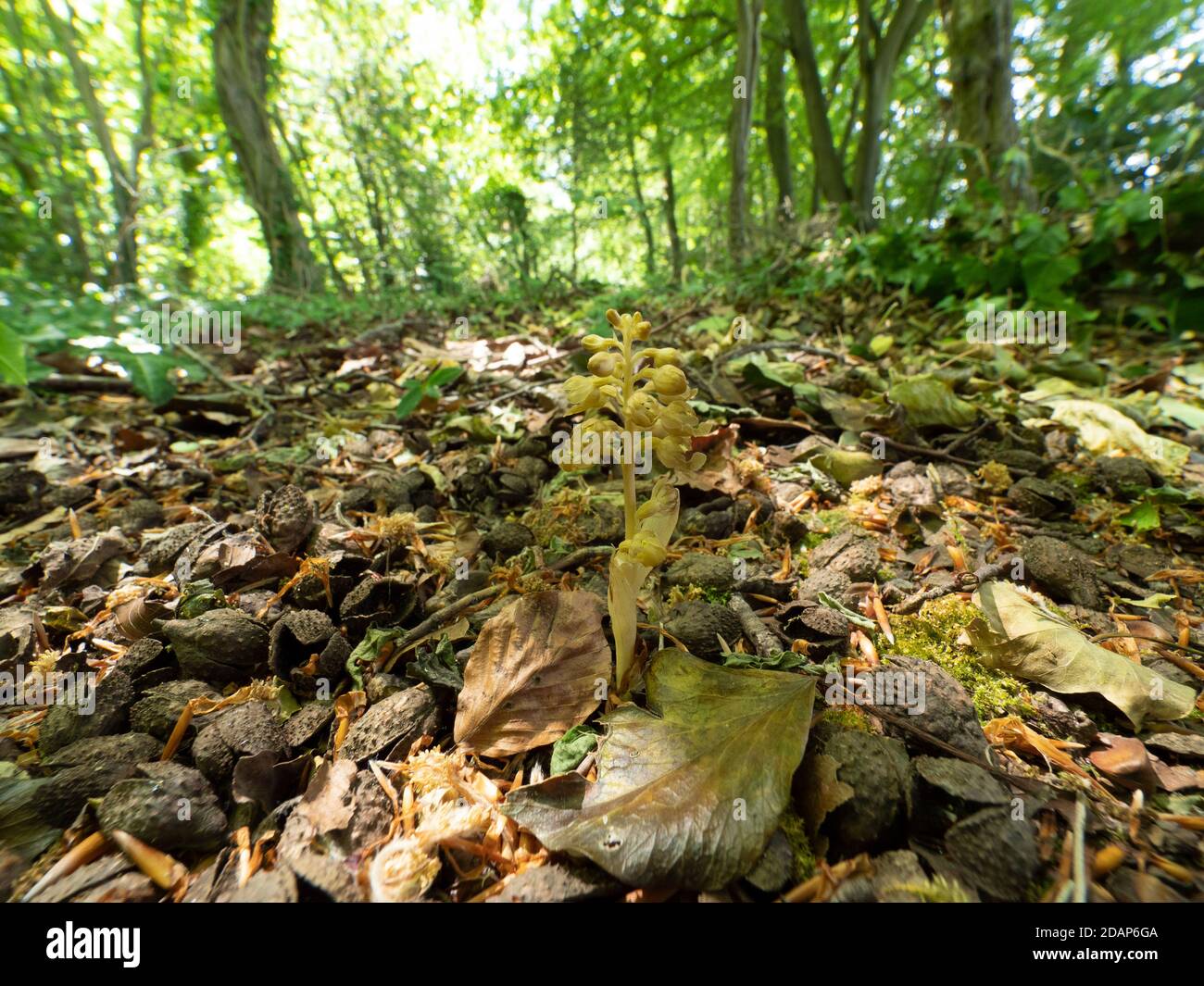 Bird's Nest Orchid (Neottia nidis-avis), Woolwich Green, Kent UK ...