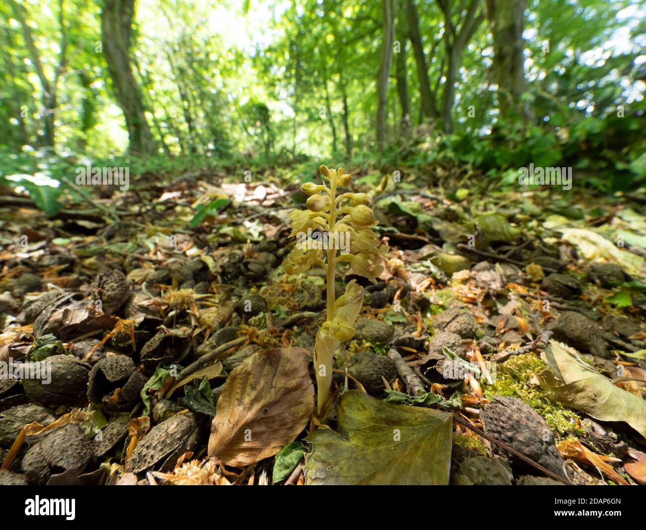 Chlorophyll green plants hi-res stock photography and images - Alamy