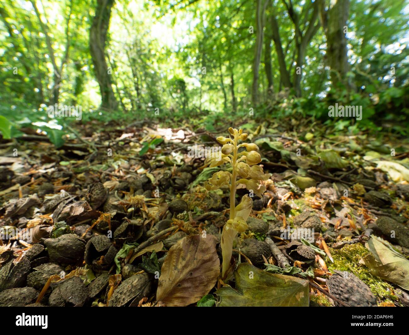 Bird's Nest Orchid (Neottia nidis-avis), Woolwich Green, Kent UK ...