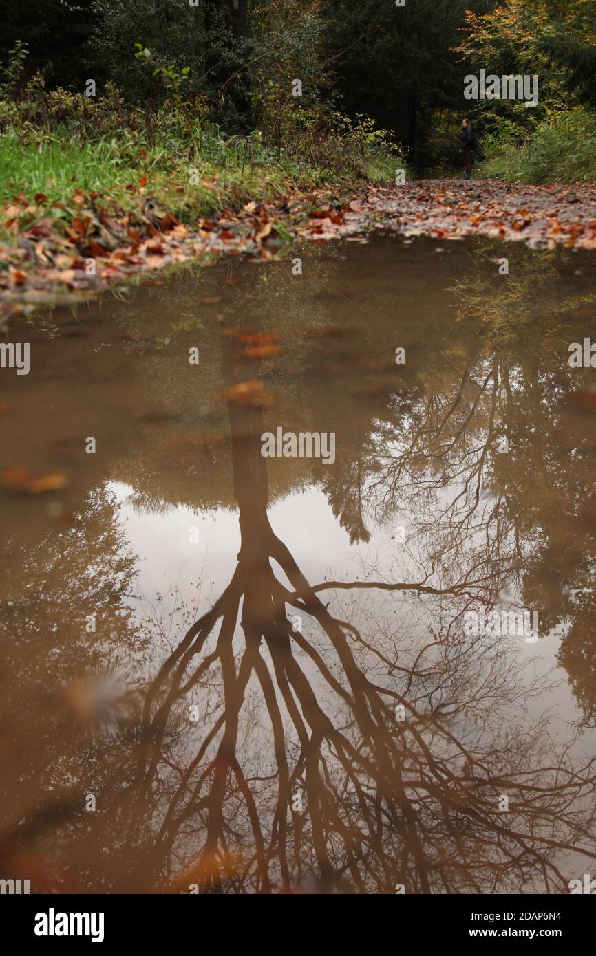 Tree reflects in muddy puddle at Ranmore Common Walk, Surrey Hills ...