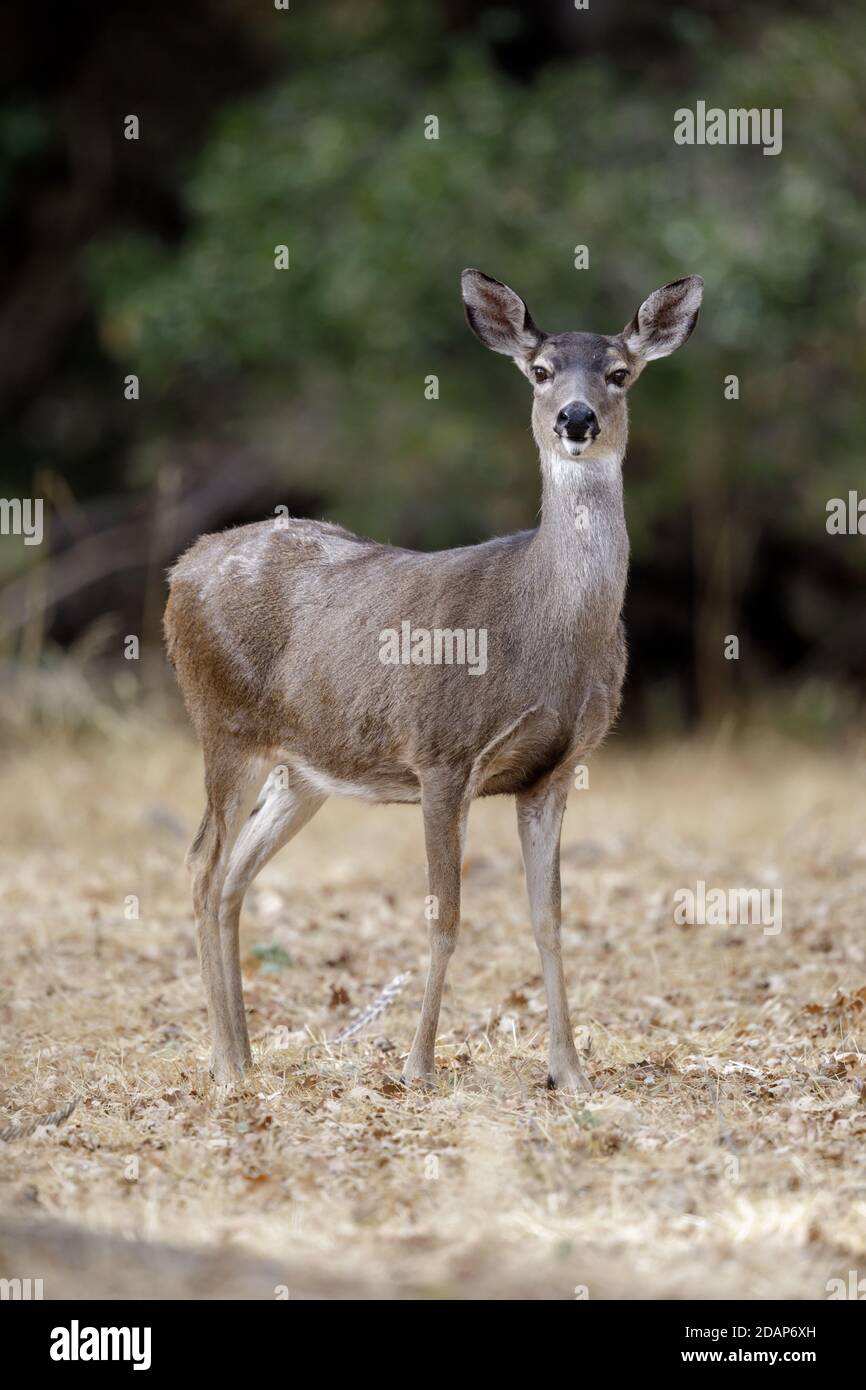 Black tailed deer doe hi-res stock photography and images - Alamy