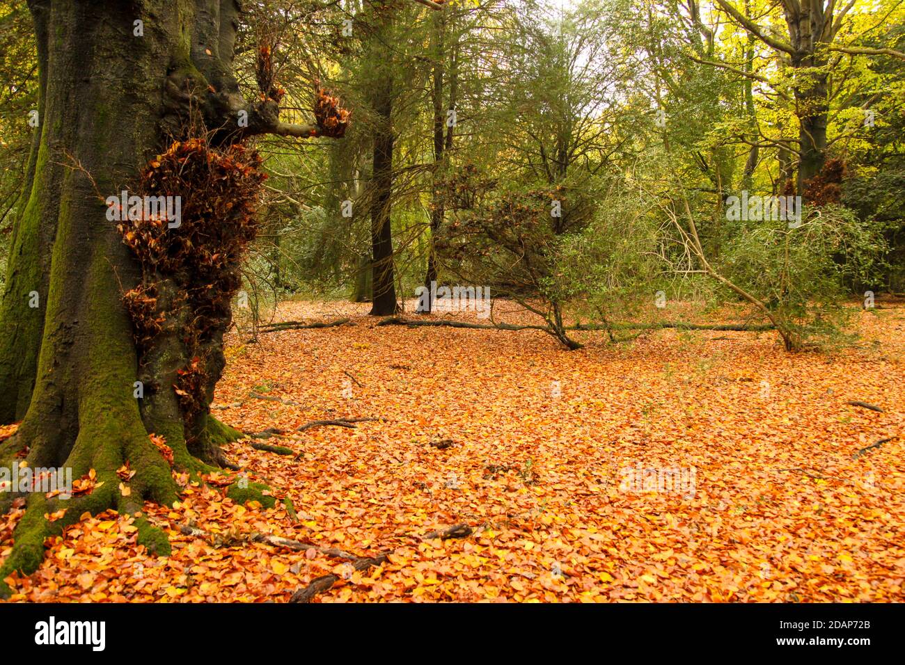 Autumn at Ranmore Common Walk, Surrey Hills, England, UK, November 2020 ...