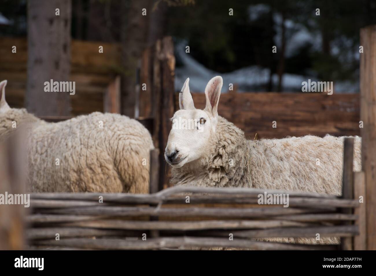 Border leicester cattle hi-res stock photography and images - Alamy