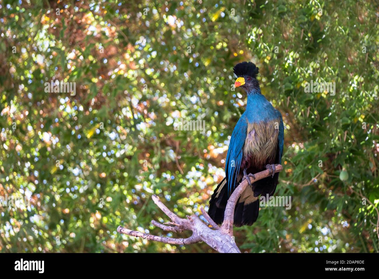 Rare exotic colorful jungle bird with plume in leafy background. Attica ...