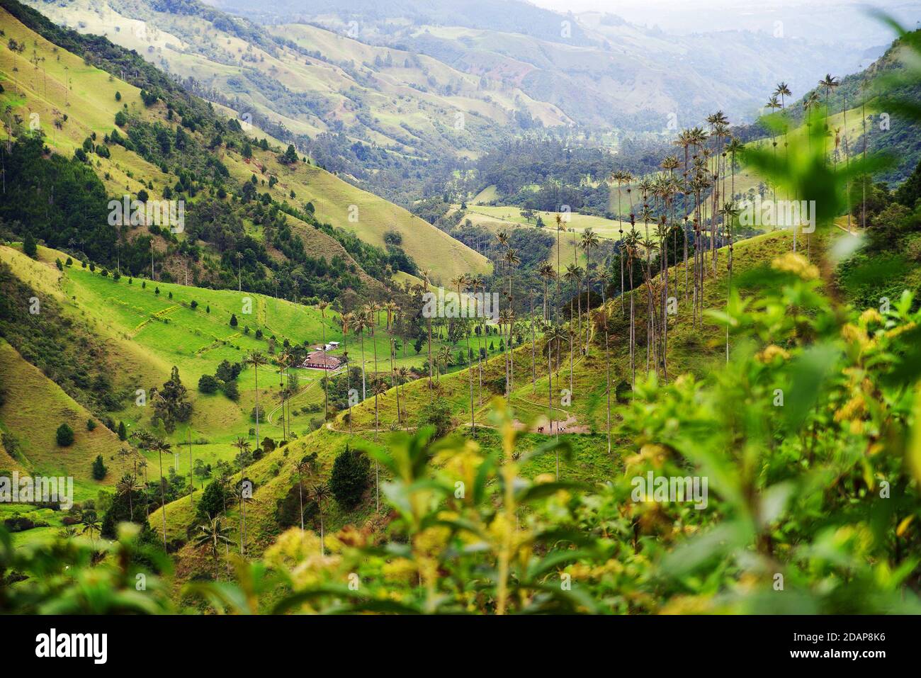 Alpine landscape Cordiliera Central, Colombia, South America Stock ...