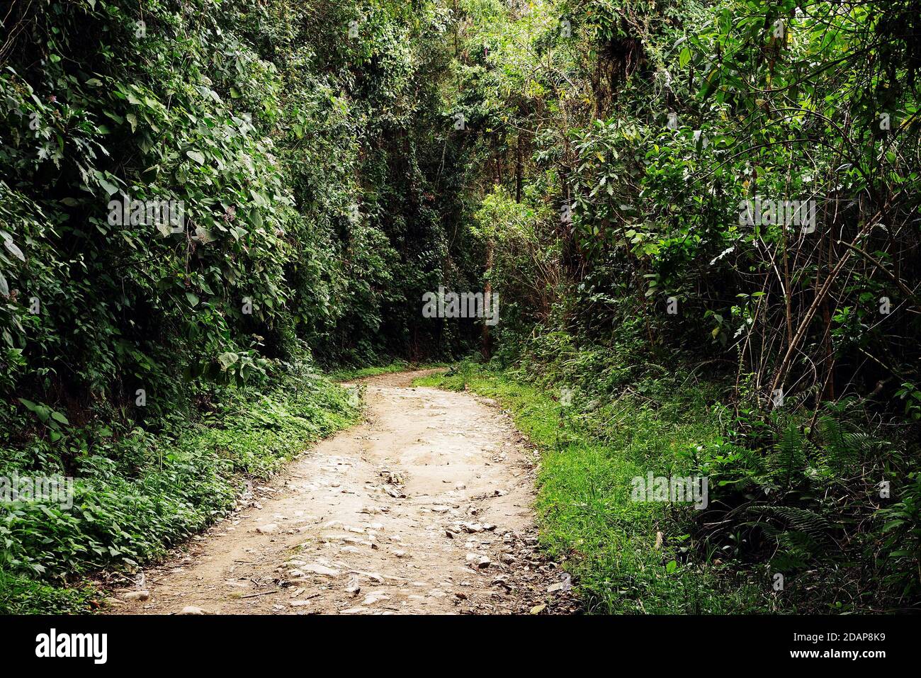 Alpine landscape Cordiliera Central, Colombia, South America Stock ...