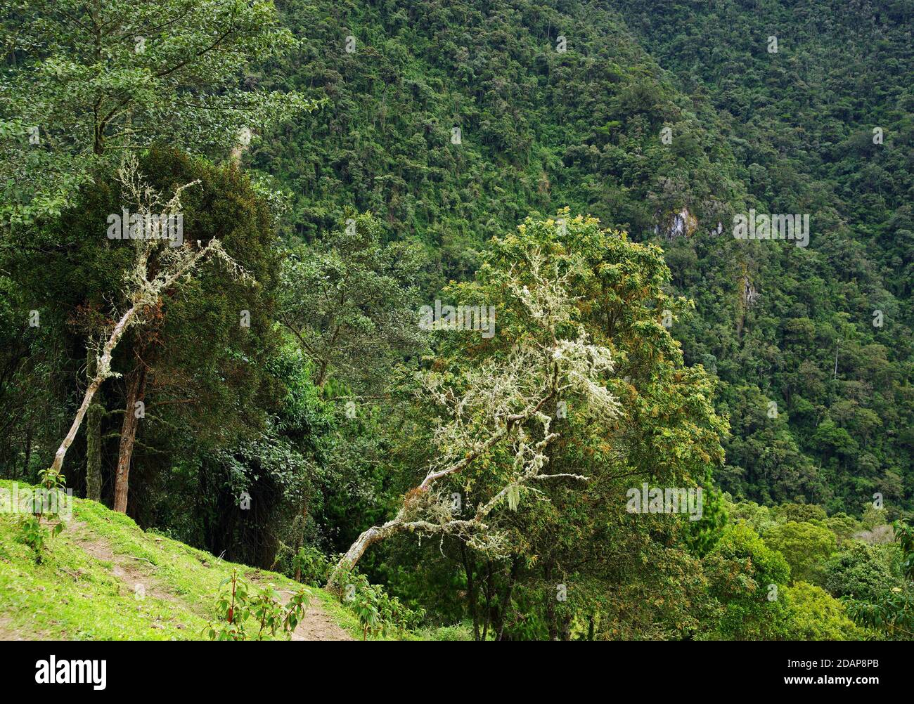 Alpine landscape Cordiliera Central, Colombia, South America Stock ...