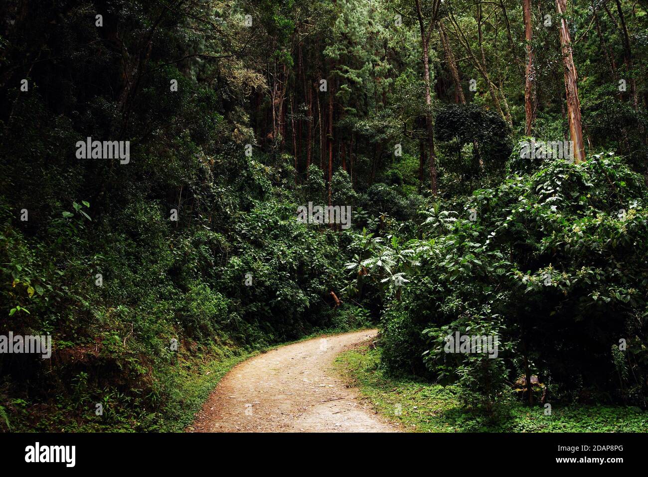 Alpine landscape Cordiliera Central, Colombia, South America Stock ...