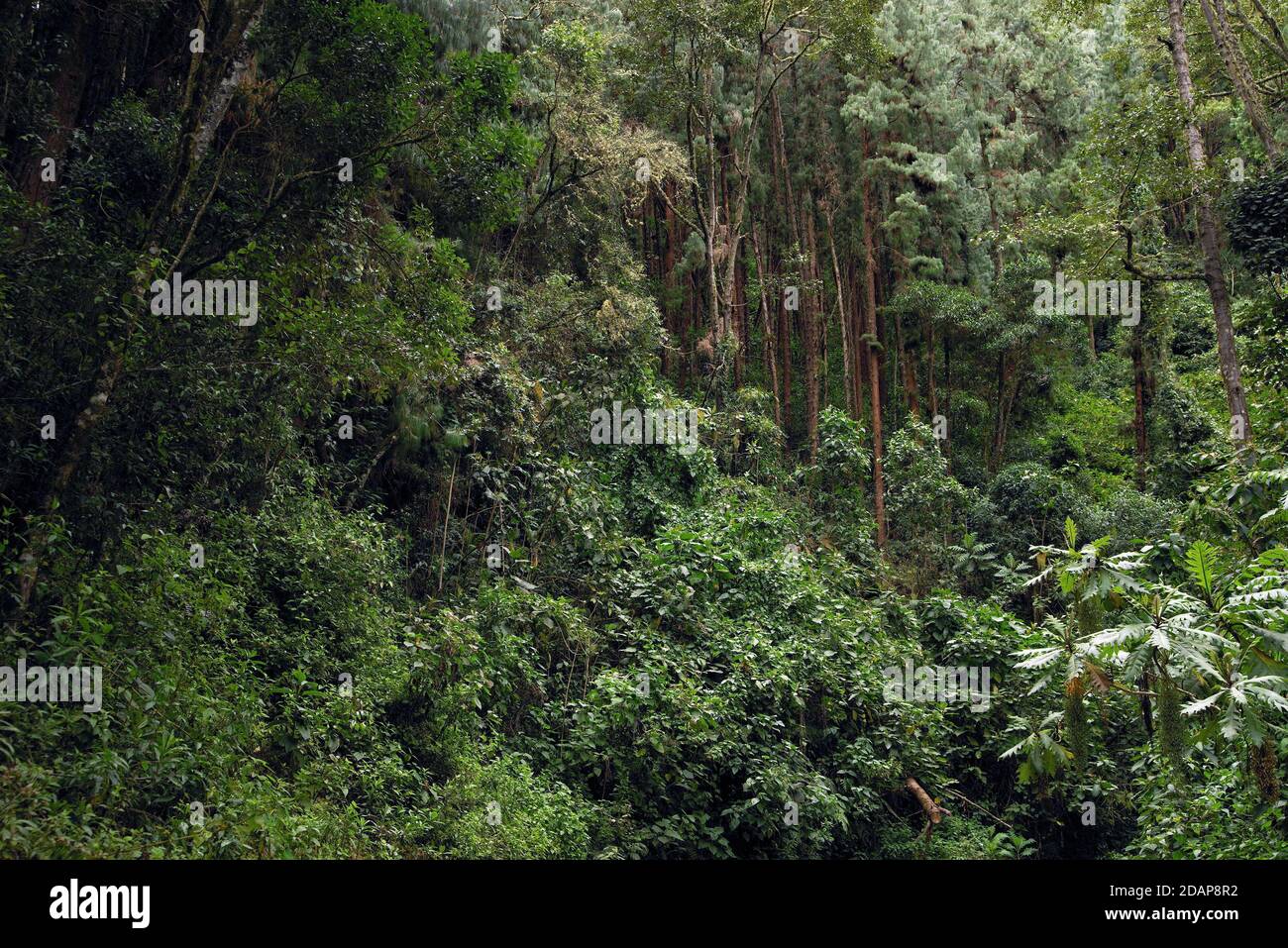 Cordiliera central hi-res stock photography and images - Alamy