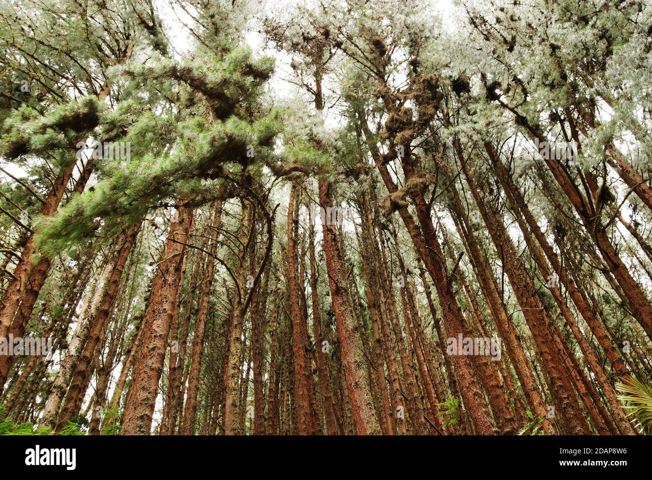 Alpine landscape Cordiliera Central, Colombia, South America Stock ...