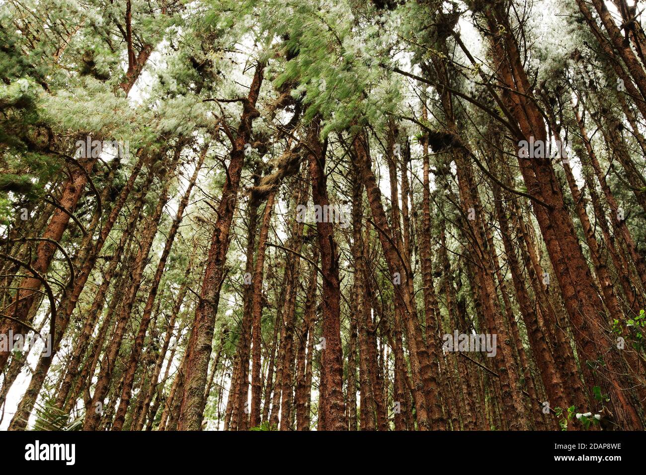 Alpine landscape Cordiliera Central, Colombia, South America Stock ...