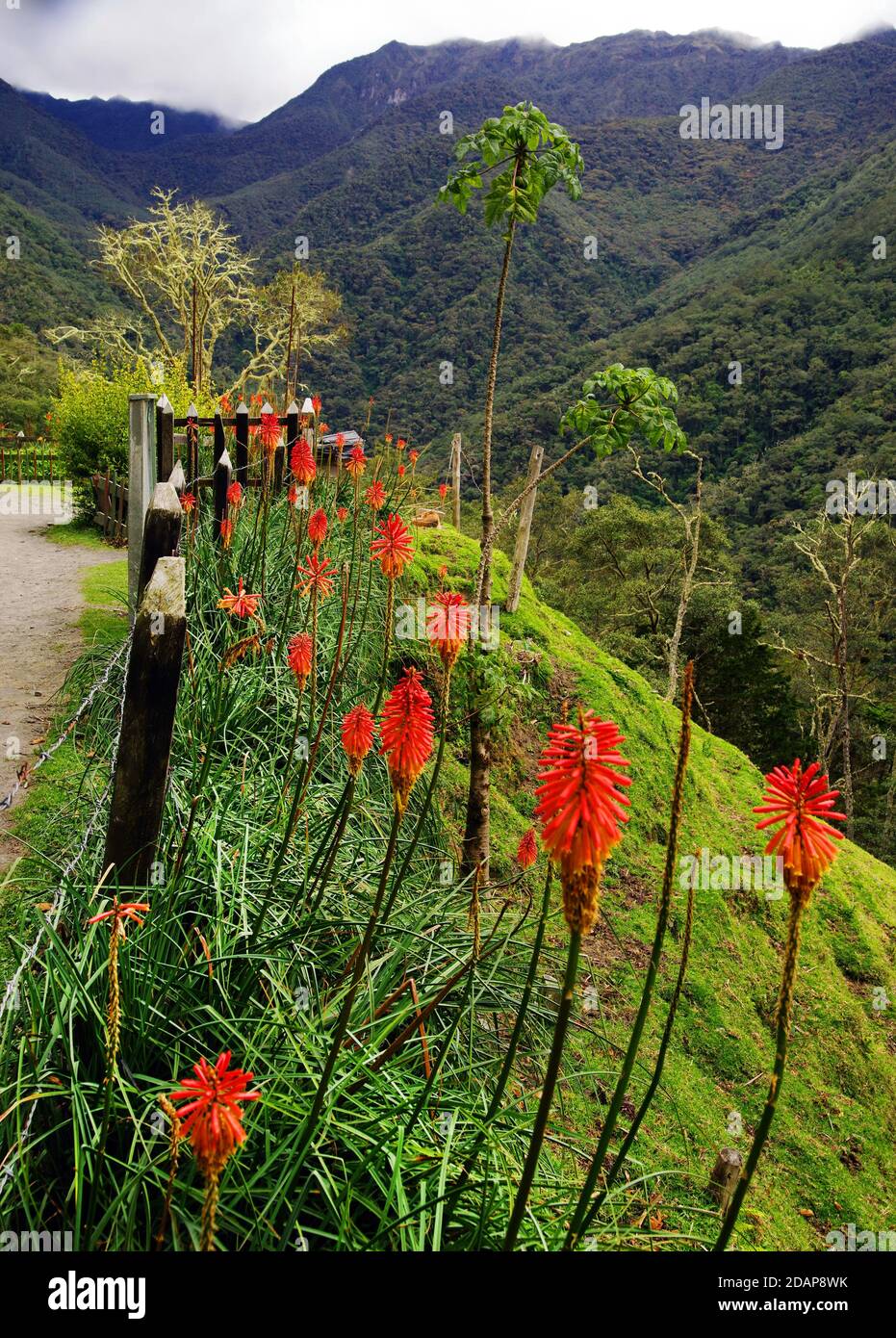 Alpine landscape Cordiliera Central, Colombia, South America Stock ...