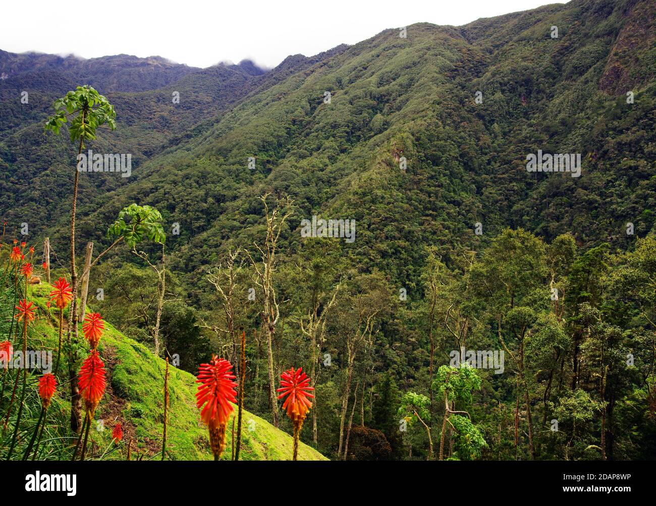 Alpine landscape Cordiliera Central, Colombia, South America Stock ...