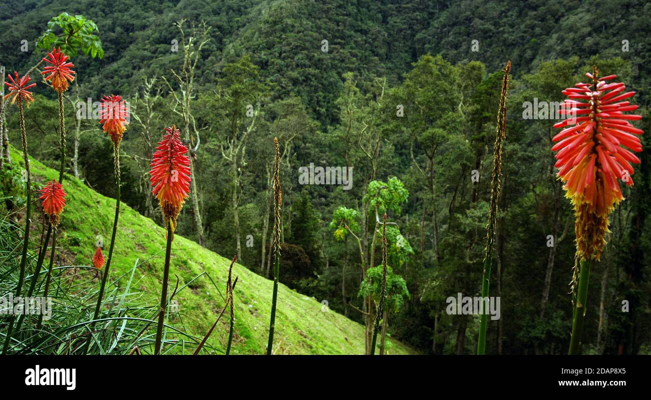 Alpine landscape Cordiliera Central, Colombia, South America Stock ...
