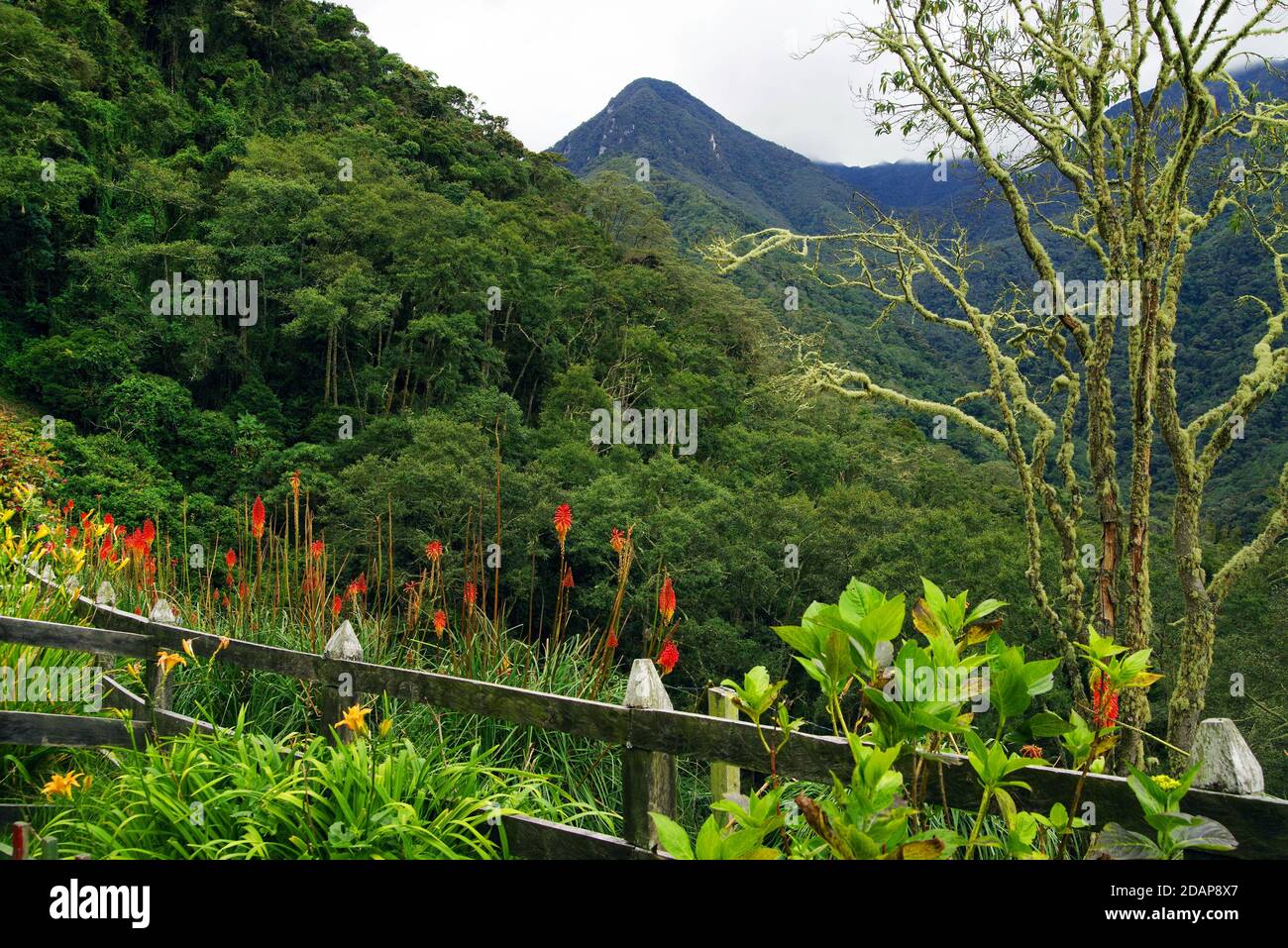 Alpine landscape Cordiliera Central, Colombia, South America Stock ...