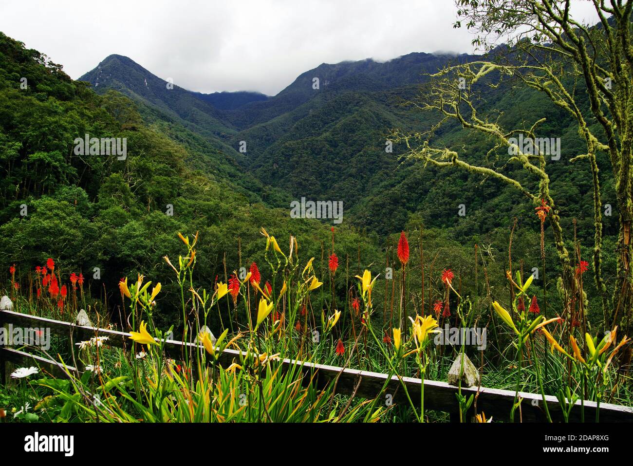 Alpine landscape Cordiliera Central, Colombia, South America Stock ...