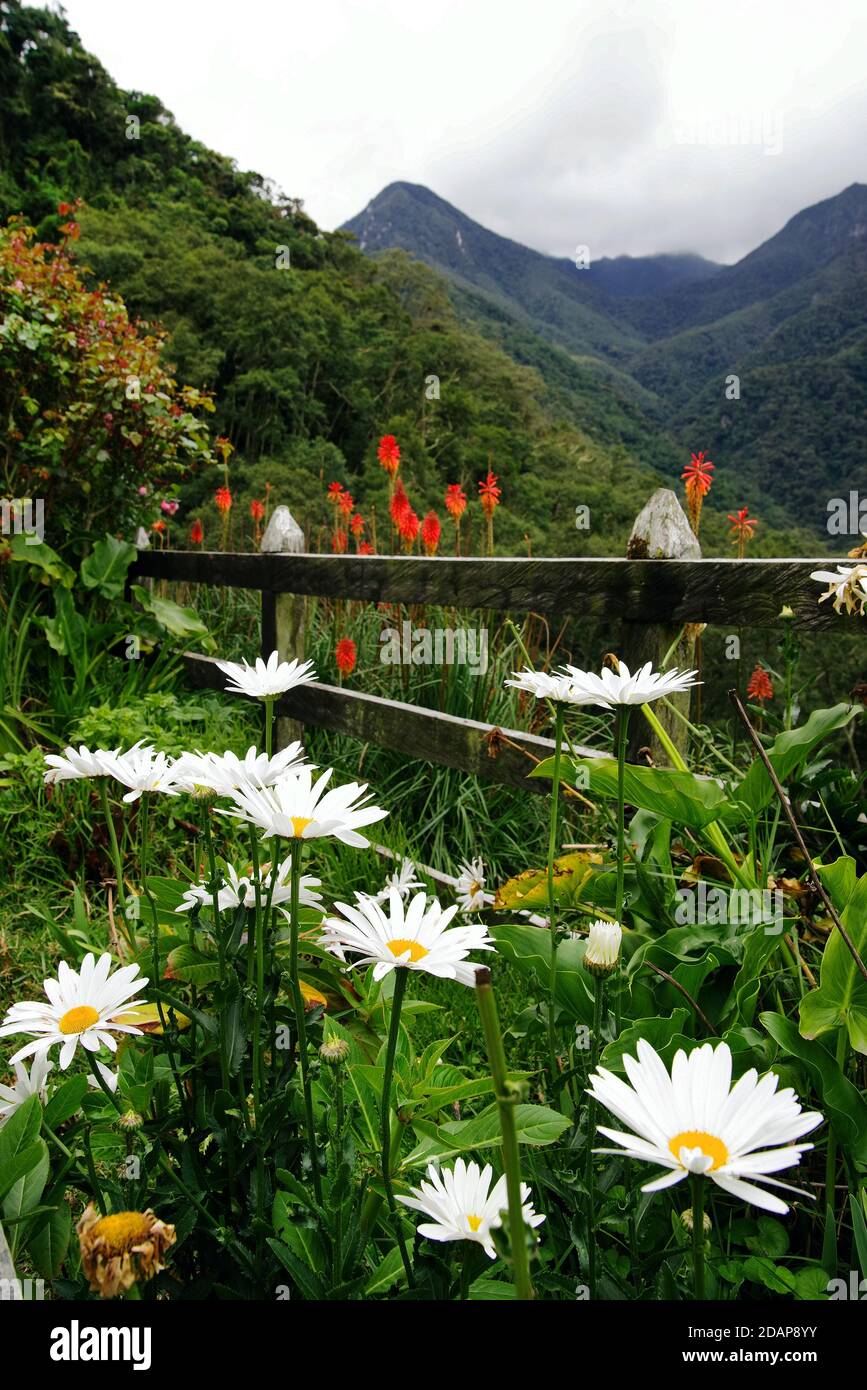 Alpine landscape Cordiliera Central, Colombia, South America Stock ...