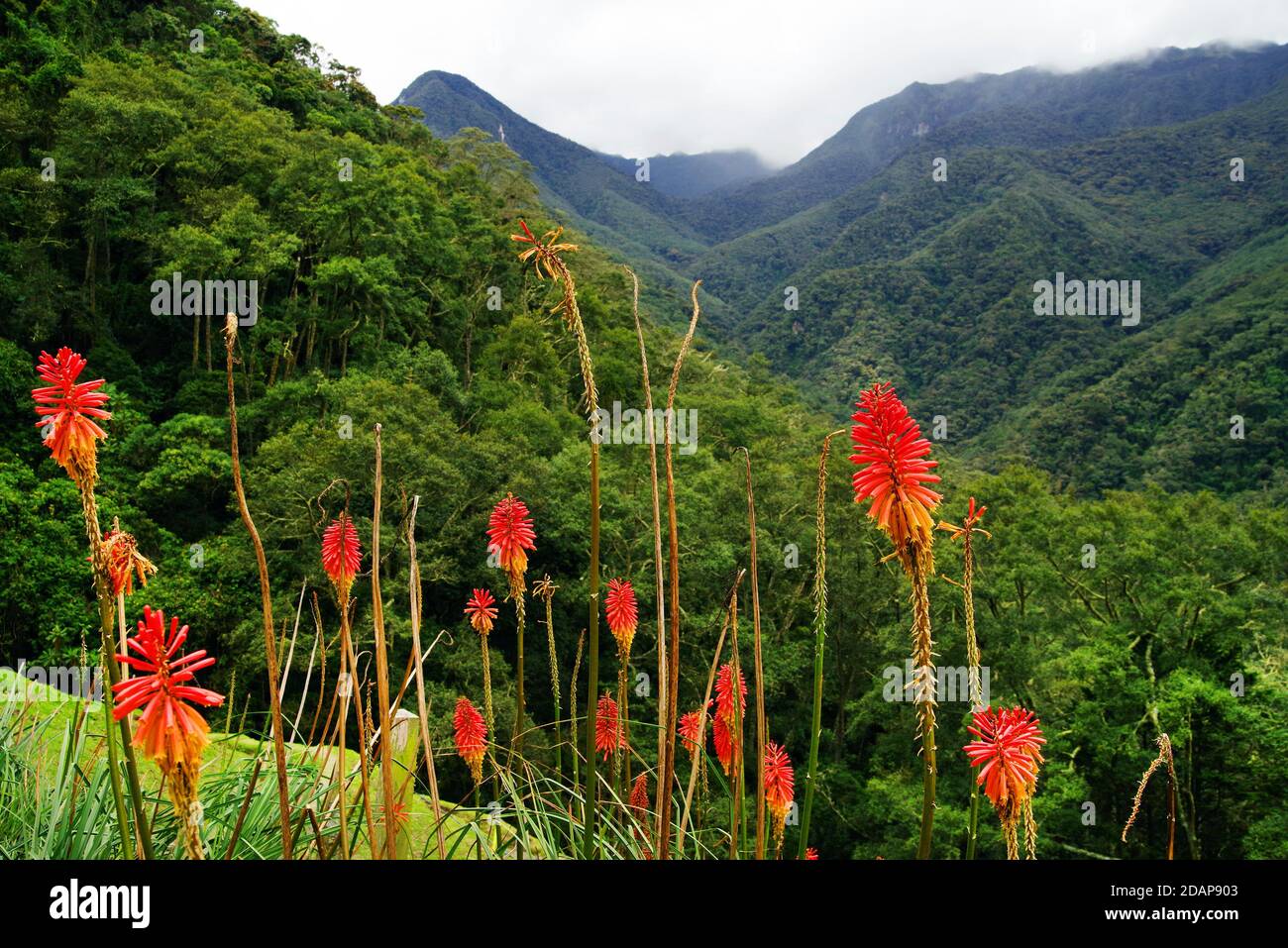 Alpine landscape Cordiliera Central, Colombia, South America Stock ...