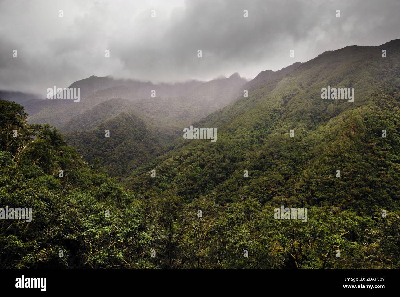 Alpine landscape Cordiliera Central, Colombia, South America Stock ...