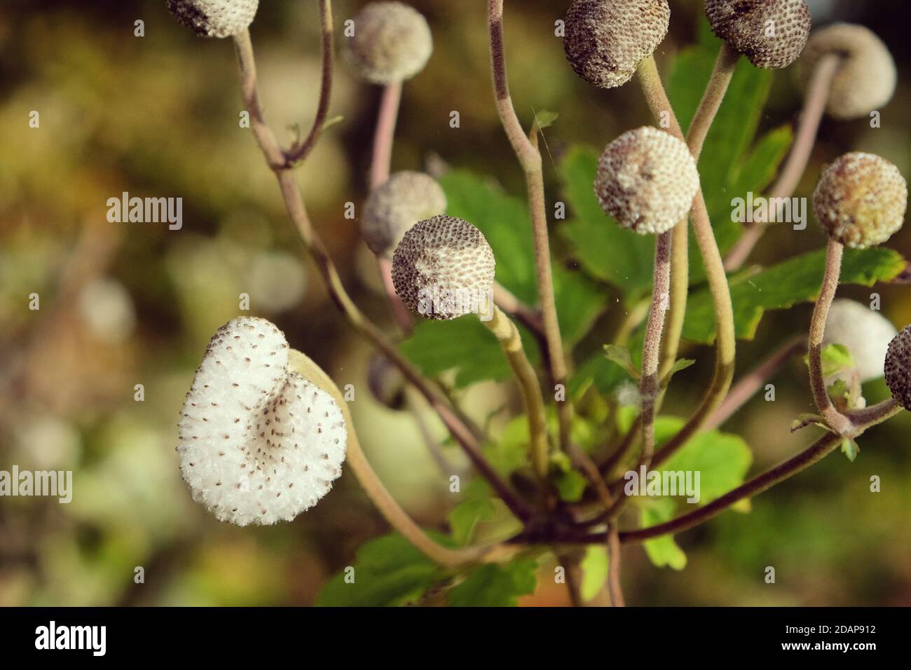 Anemone japonica seeds hi-res stock photography and images - Alamy