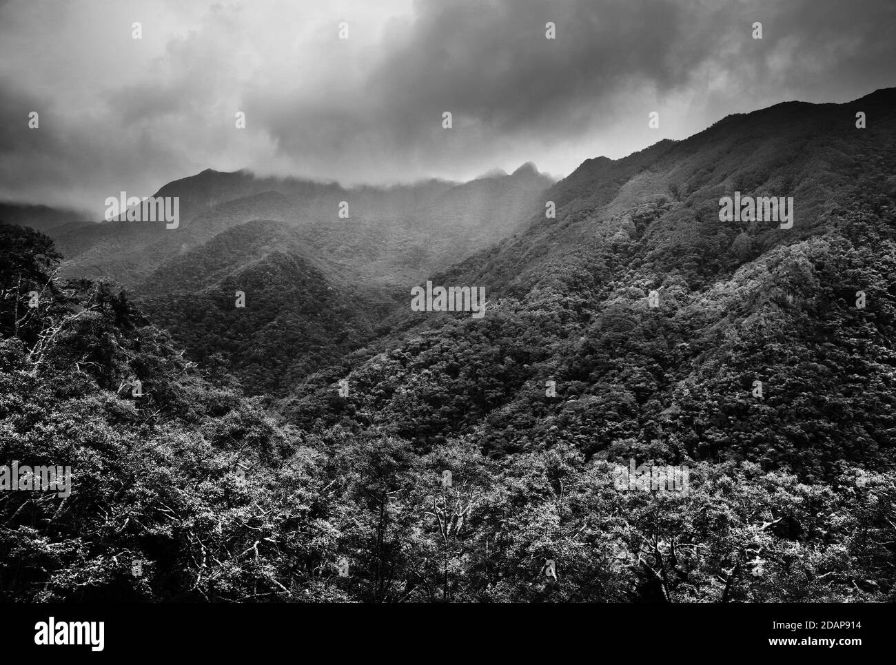Alpine landscape Cordiliera Central, Colombia, South America Stock ...