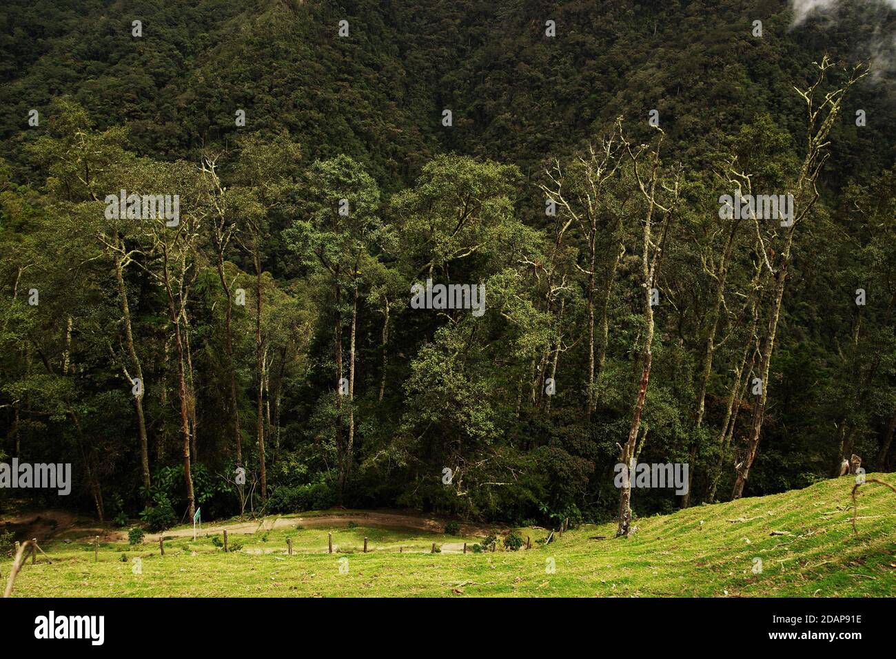 Alpine landscape Cordiliera Central, Colombia, South America Stock ...