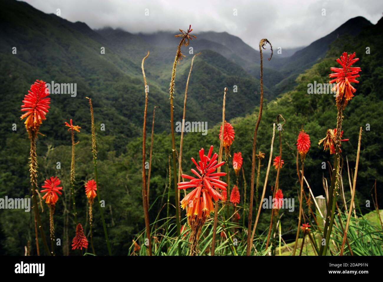 Alpine landscape Cordiliera Central, Colombia, South America Stock ...