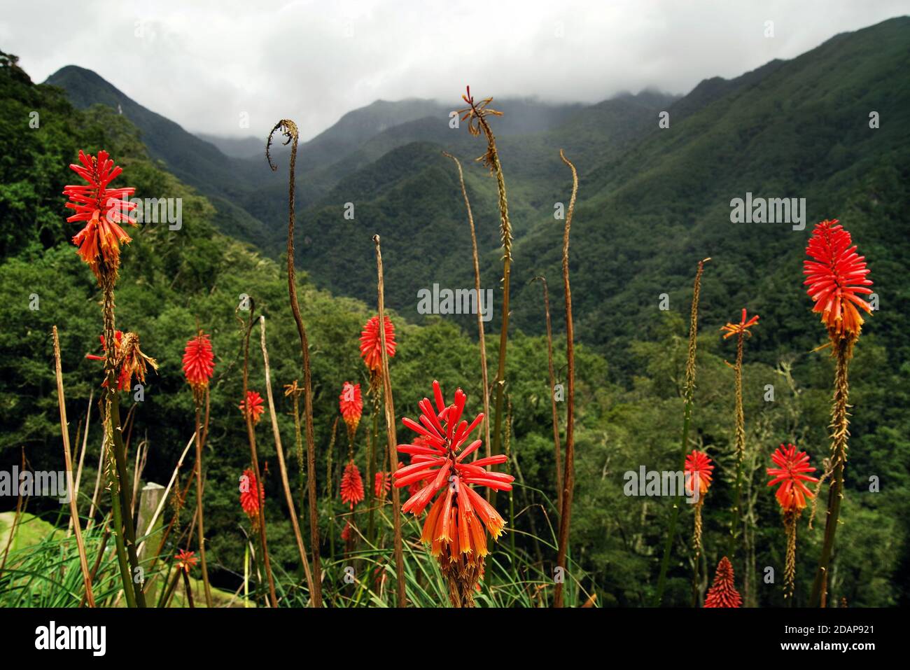 Alpine landscape Cordiliera Central, Colombia, South America Stock ...
